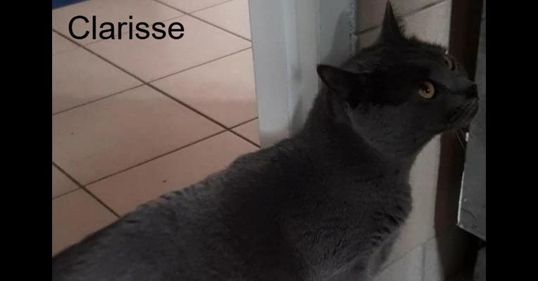 Clarisse - La Légende des Chats - Animal Webaction