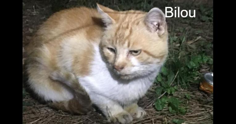 Bilou - Félin Pour L’Hôte - Animal Webaction
