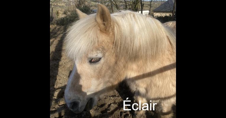 Eclair - Espoir au Galop - Animal Webaction