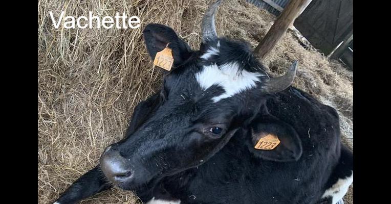 Vachette - Espoir au Galop - Animal Webaction