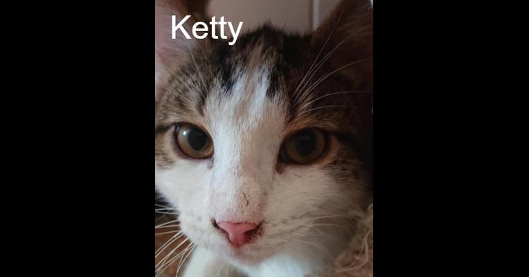 Ketty - Les Chats de la Rue - Animal Webaction