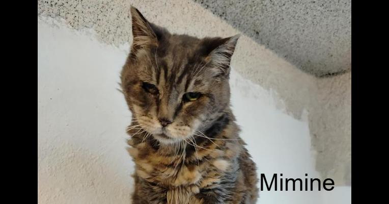 Mimine - Les Chats de la Rue - Animal Webaction