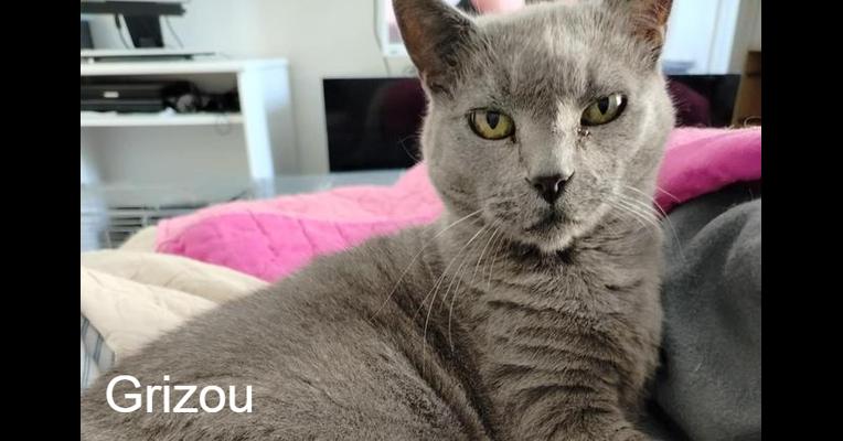 Grizou - Les Chats de la Rue - Animal Webaction