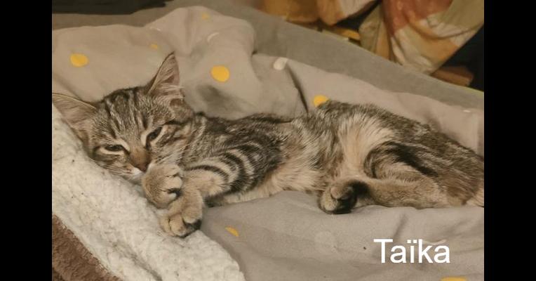 Taïka - L'Arche de Namasté - Animal Webaction