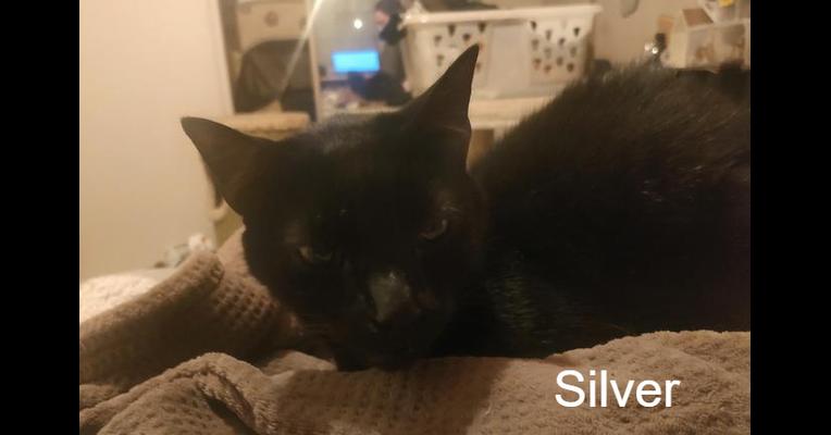 Silver - L'Arche de Namasté - Animal Webaction