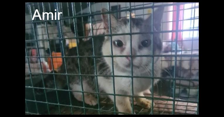 Amir - APATE - Animal Webaction