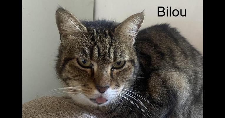 Bilou - Chats-sos - Animal Webaction