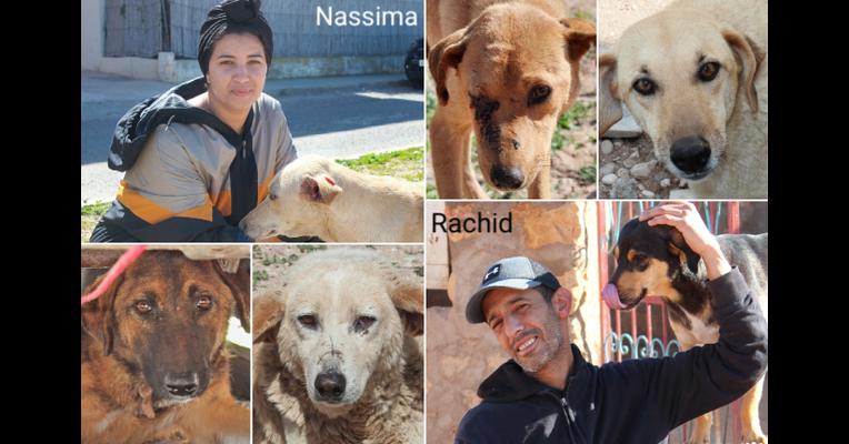 SOS 150 chiens Maroc - 4 Pattes Mogador - Animal Webaction