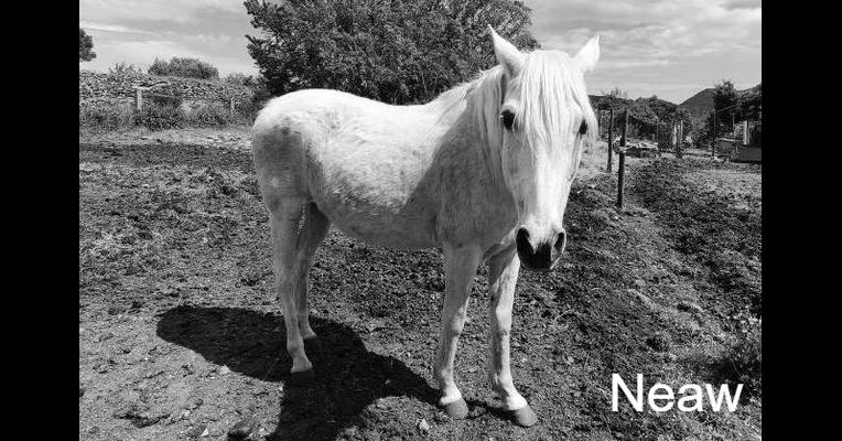 Neaw - Shortened deadline - La Retraite des Chevaux des Causses ...