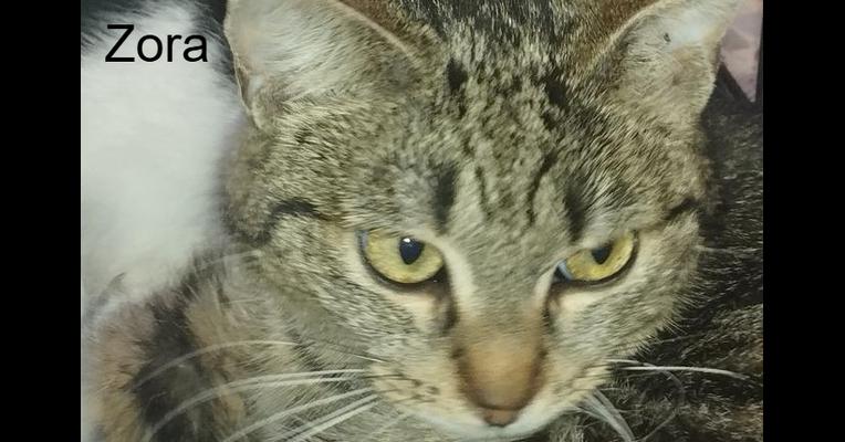 Zora - Cat Miaou - Animal Webaction