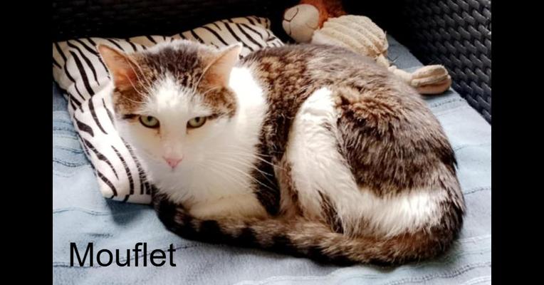 Mouflet - Les Chats de la Rue - Animal Webaction
