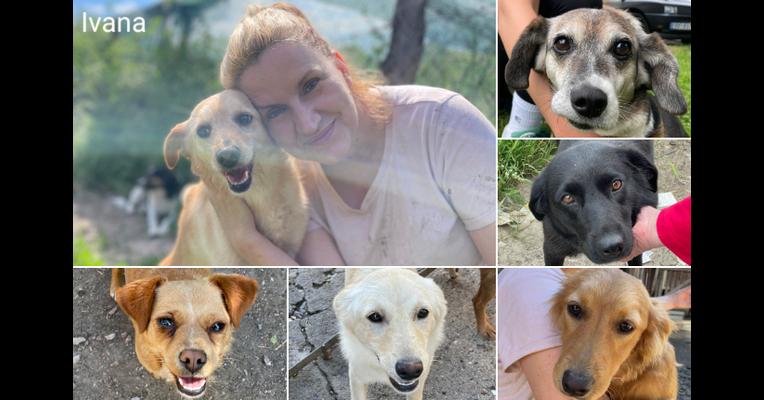 SOS dogs of Serbia - Ivana Nikolić - Animal Webaction