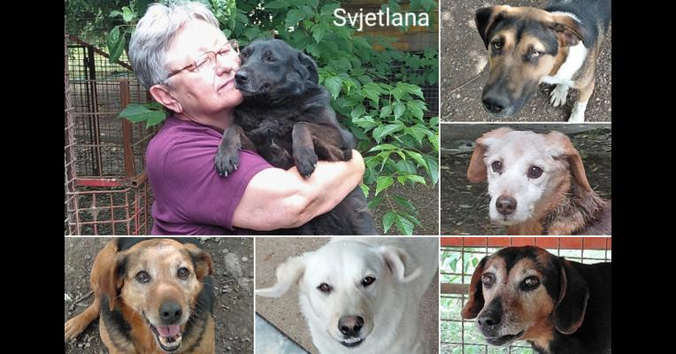 Urgence 130 chiens Bosnie - Azil za pse"Poslednja oaza" - Animal Webaction
