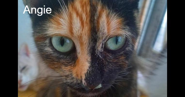 Angie - Les Pattounes de l'Espoir - Animal Webaction