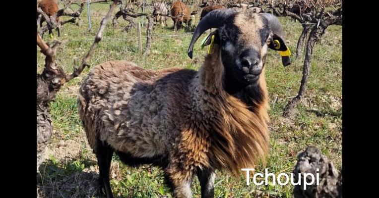 Tchoupi - Refuge L'éco Sauvetage - Animal Webaction