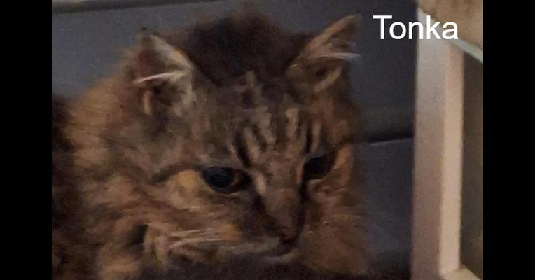 Tonka - Protect Cat - Animal Webaction