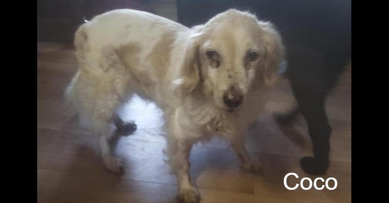 Coco - Sweety Pets - Animal Webaction
