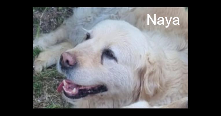 Naya - 4 Sabots et un Fer - Animal Webaction