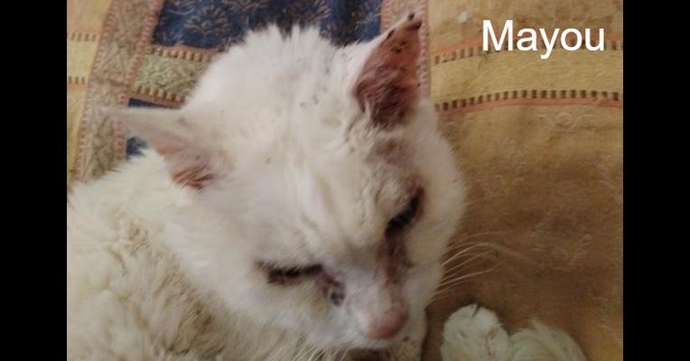 Mayou - Chats Grains d'Amour - Animal Webaction