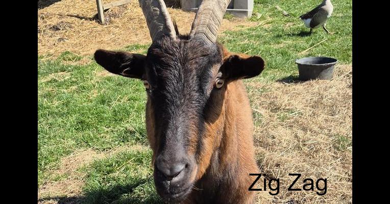 Zig Zag - 4 Sabots et un Fer - Animal Webaction