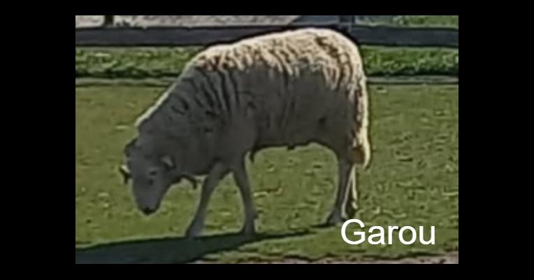 Garou - APAHC - Animal Webaction