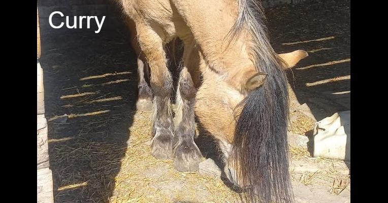 Curry - APAHC - Animal Webaction