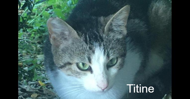 Titine - Félin Pour L’Hôte - Animal Webaction