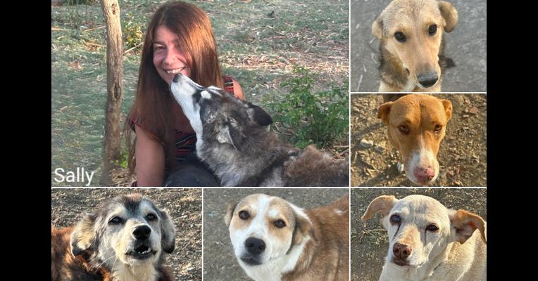 Urgence famine chiens du Maroc - Sanctuaire de la Faune de Tanger (SFT ...