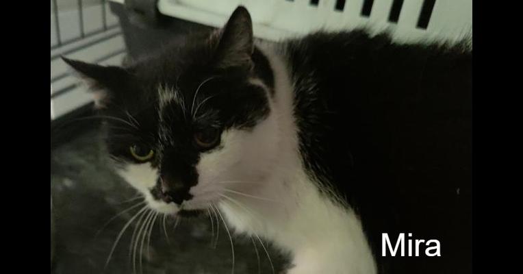 Mira - Association Les Anges de Gaïa - Animal Webaction