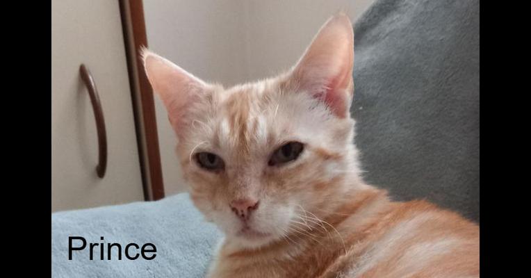 Prince - Chiens, Chats et Cie - Animal Webaction