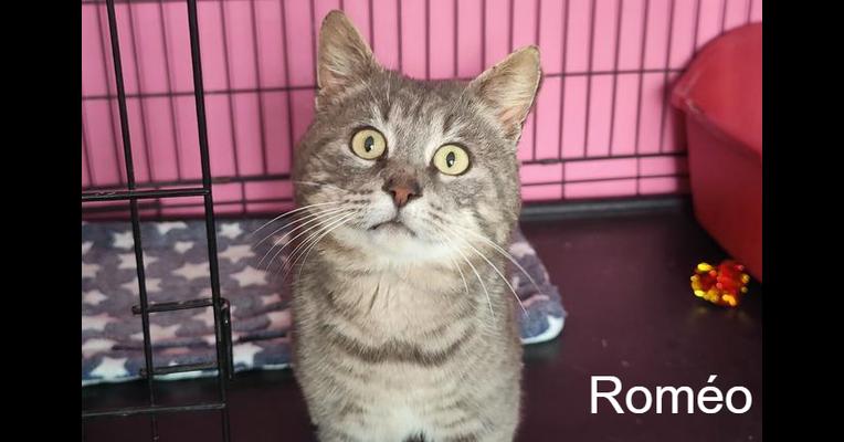 Roméo - Association Les Anges de Gaïa - Animal Webaction
