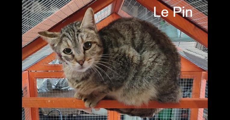 Le Pin - Chiens, Chats et Cie - Animal Webaction