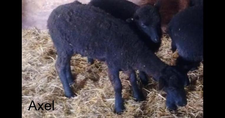 Axel - HELP - Animal Webaction