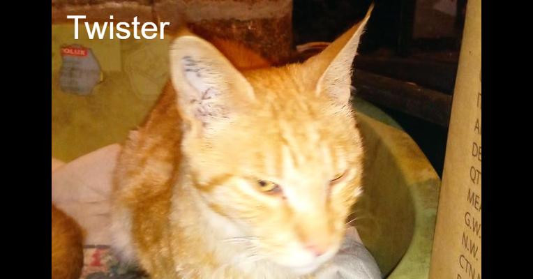 Twister - SOS Animaux, un Toit pour la Vie - Animal Webaction