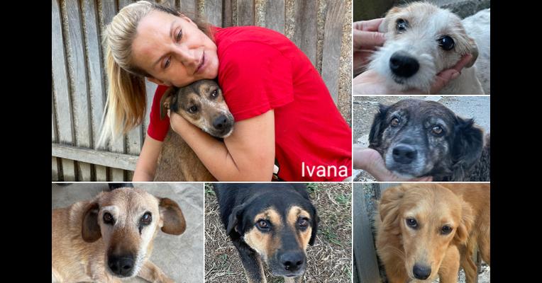Emergency dogs Serbia - Ivana Nikolić - Animal Webaction