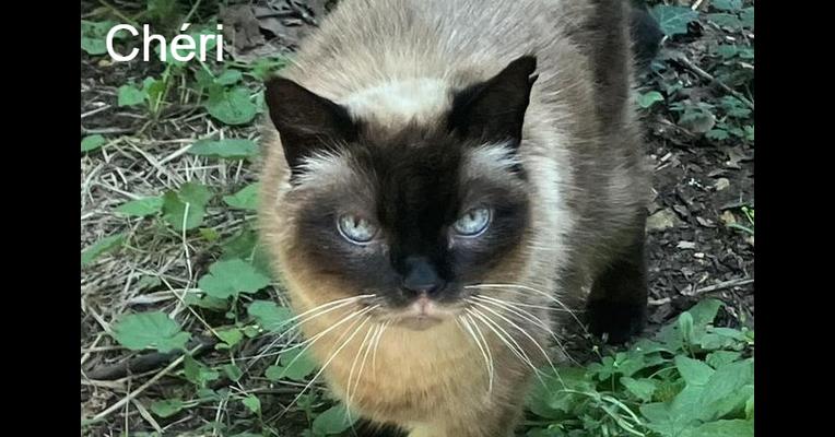 Cheri - SOS Chats Libres - Animal Webaction