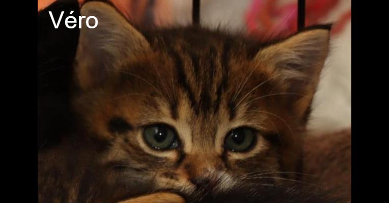 Vero - ANIMAL ATTITUDE - Animal Webaction