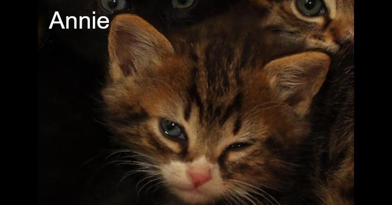 Annie - ANIMAL ATTITUDE - Animal Webaction