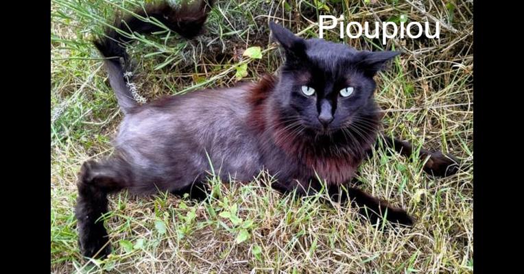 Pioupiou - Les Chats de la Rue - Animal Webaction