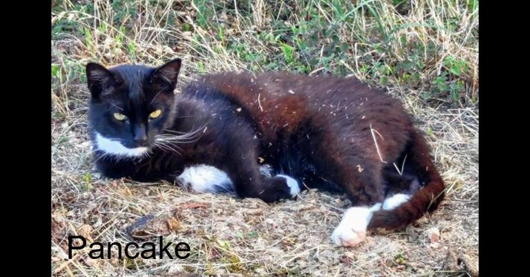 Pancake - Les Chats de la Rue - Animal Webaction