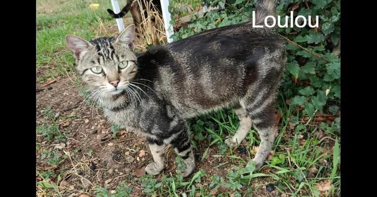 Loulou - Les Chats de la Rue - Animal Webaction