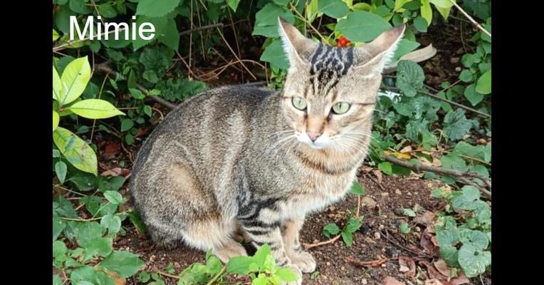 Mimie - Les Chats de la Rue - Animal Webaction