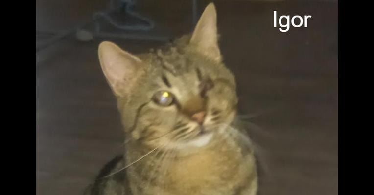 Igor - Les Pattounes de l'Espoir - Animal Webaction