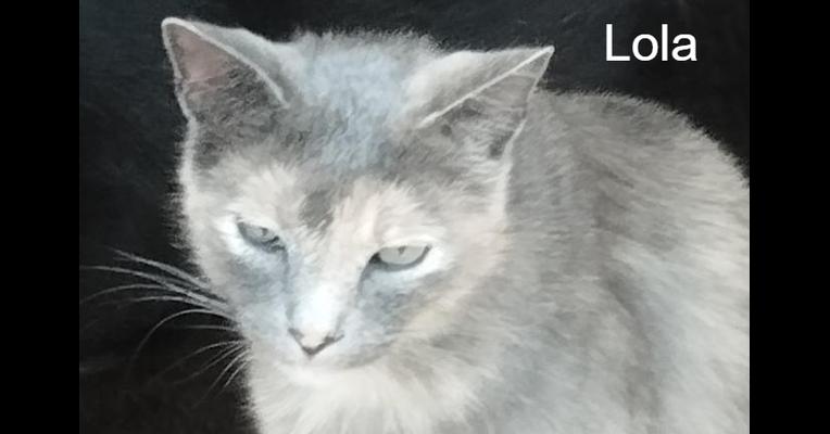 Lola - Cat Miaou - Animal Webaction