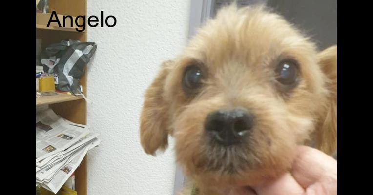 Angelo - AVRAH - Animal Webaction