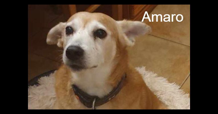 Amaro - AVRAH - Animal Webaction