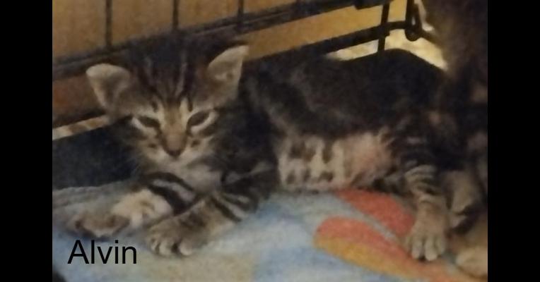 Alvin - Cat Miaou - Animal Webaction