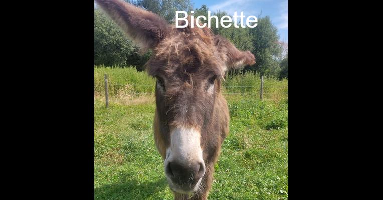Bichette - ADADA - Animal Webaction