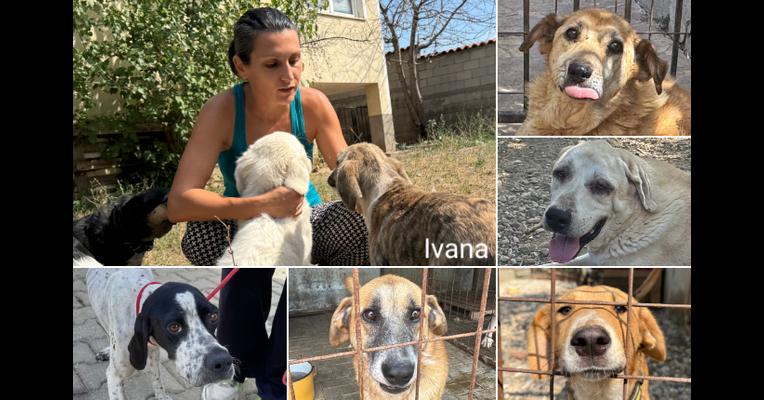 SOS dogs from North Macedonia - Civic Initiative Kane Korzo Skopje ...