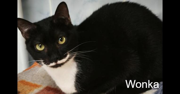 Wonka - Le Gang des Matous - Animal Webaction